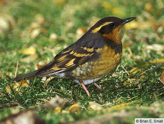 Varied Thrush Range