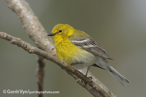 Pine Warbler