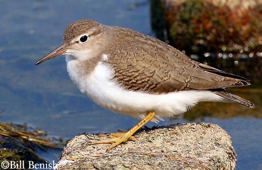 Spotted Sandpiper
