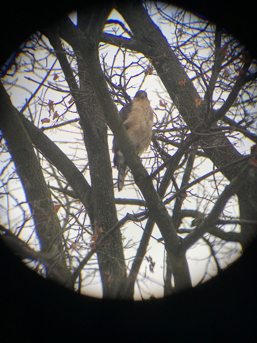 eBird Checklist - 20 Mar 2020 - bay view - 1 species