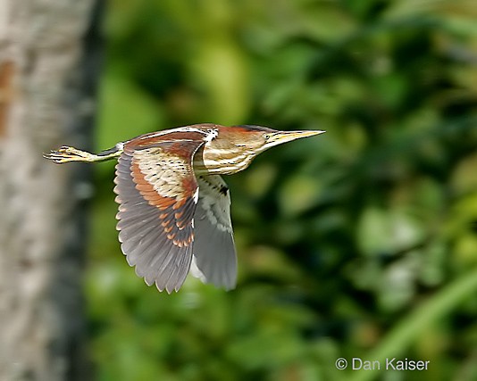American Bittern In Flight