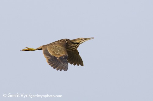 American Bittern In Flight