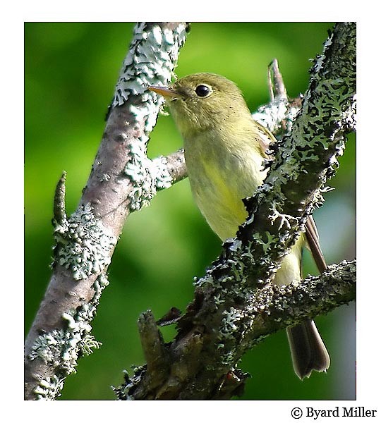 Juvenile Yellow Bellied Flycatcher