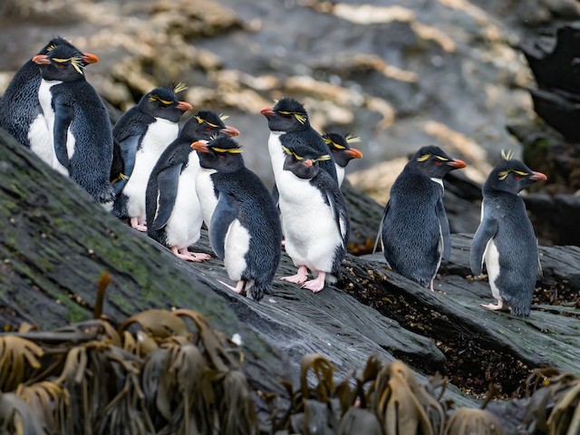 Photos - Western Rockhopper Penguin - Eudyptes chrysocome - Birds of ...