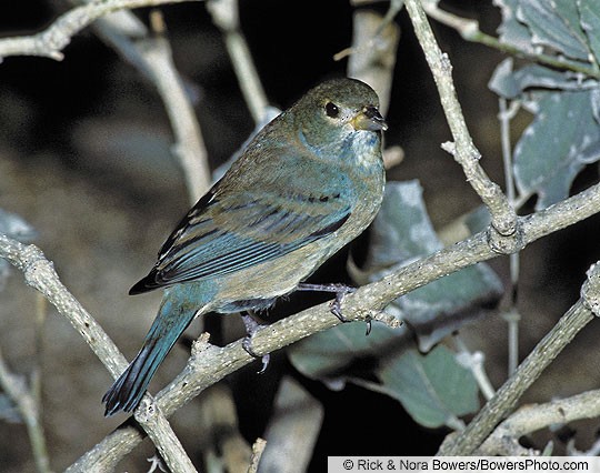 Indigo Bunting Female