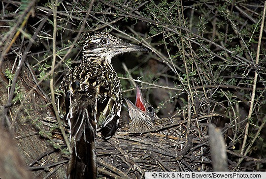 Roadrunner Nest