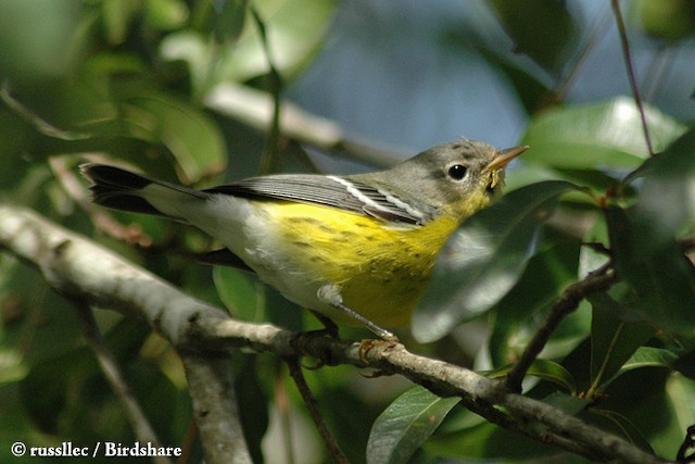 Female Magnolia Warbler