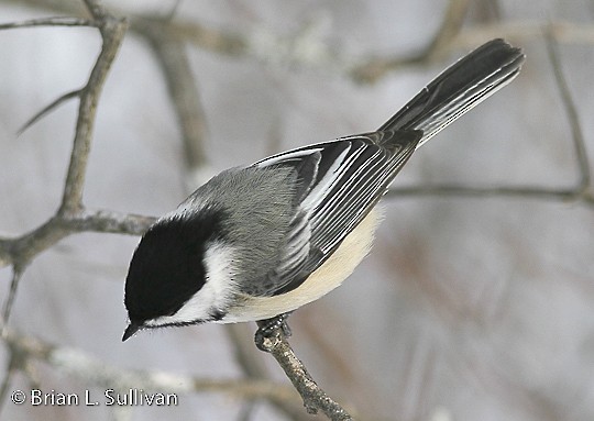Chickadee Wings
