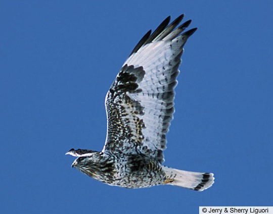 Juvenile Rough Legged Hawk