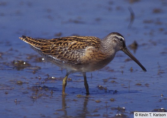 Long Billed Dowitcher Juvenile