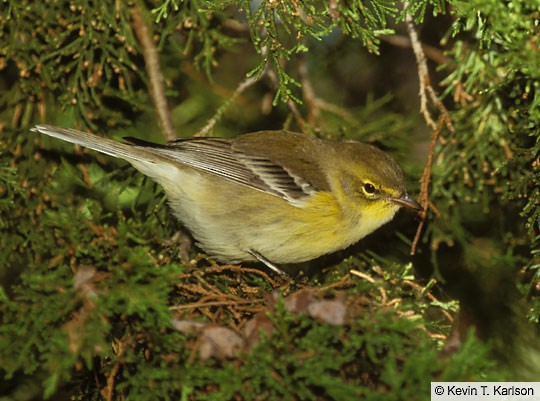 Pine Warbler Female