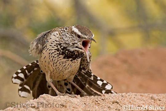 Cactus Wren Predator Wildlife Spotlight: Cactus Wren Irvine Ranch