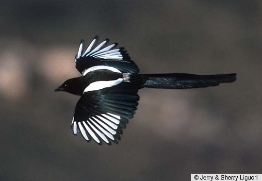American Magpie