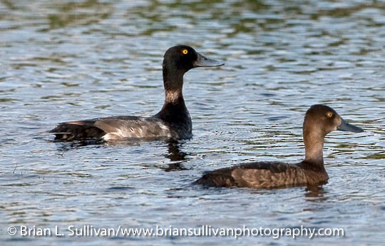 Lesser Scaup Pair