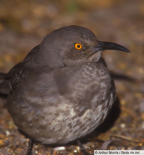 Curved Bill Thrasher Bird