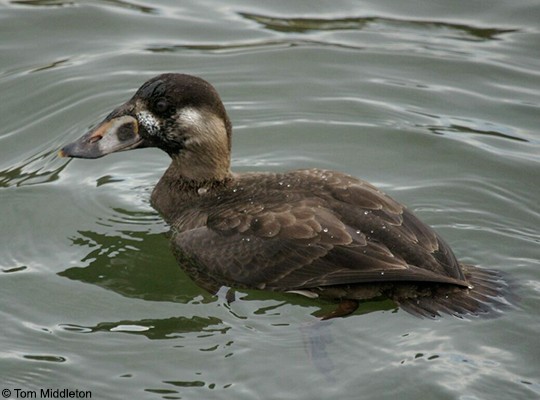 Surf Scoter Female