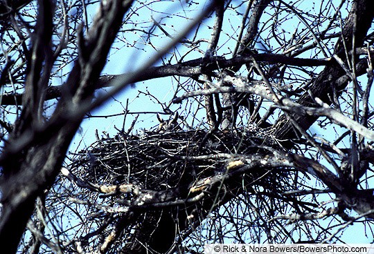Short Eared Owl Nest