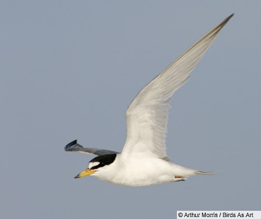Least Tern Flying