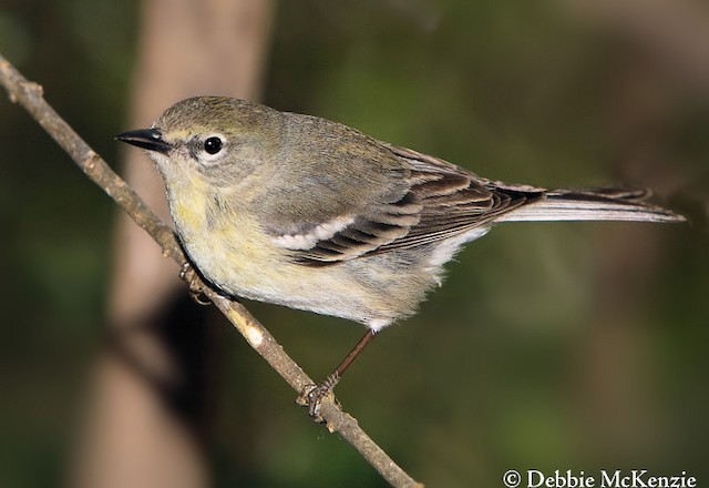 Pine Warbler Female