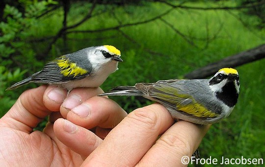 Systematics - Golden-winged Warbler - Vermivora chrysoptera - Birds of ...