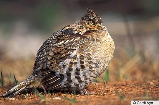 What Is The Definition Of Ruffed Grouse