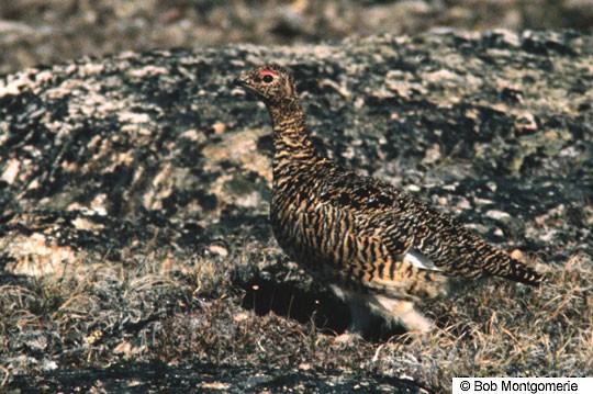 Plumajes, Mudas y estructura - Rock Ptarmigan - Lagopus muta - Birds of ...