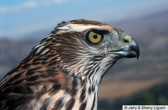 Juvenile Northern Goshawk