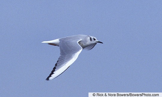 Blue Gull