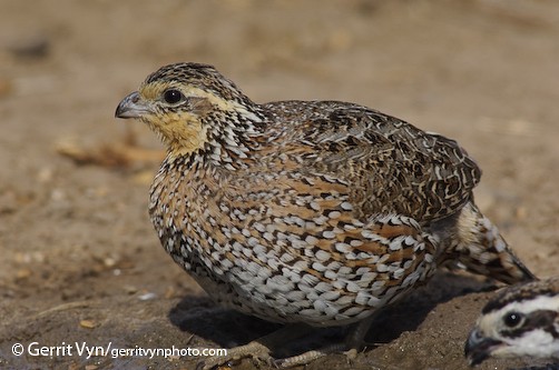 Bobwhite Quail Female