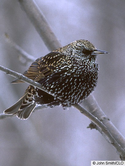European Starling Winter