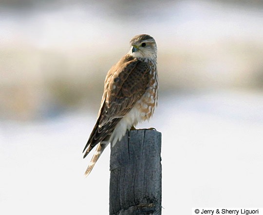 Juvenile Merlin
