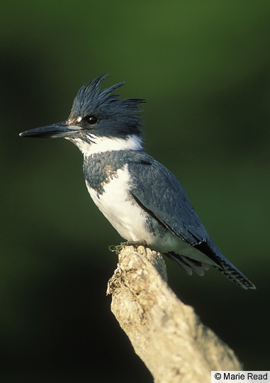 Belted Kingfisher Male And Female