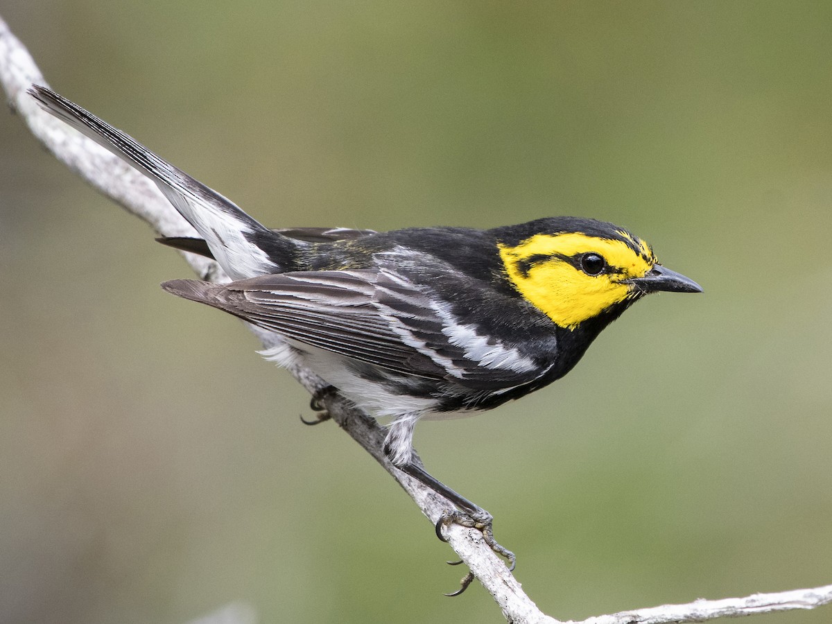 Golden-cheeked Warbler - Setophaga chrysoparia - Birds of the World