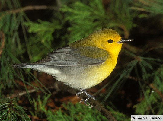 Prothonotary Warbler