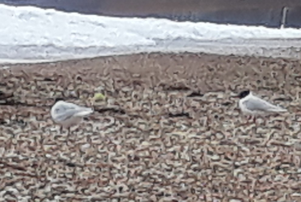 eBird Checklist - 9 Jul 2020 - Hayling Island--Sandy Point LNR - 6 species