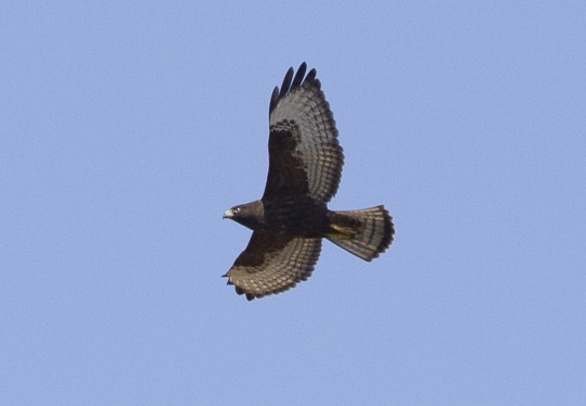 Broad Winged Hawk In Flight