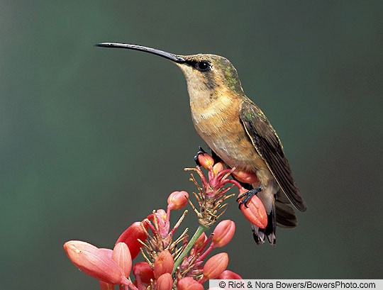 Lucifer Hummingbird Hummingbird Identification: An Illustrated Guide