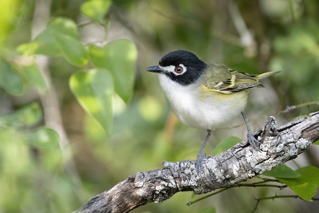 Black Capped Vireo