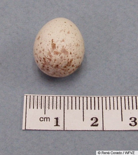Breeding - Apapane - Himatione sanguinea - Birds of the World