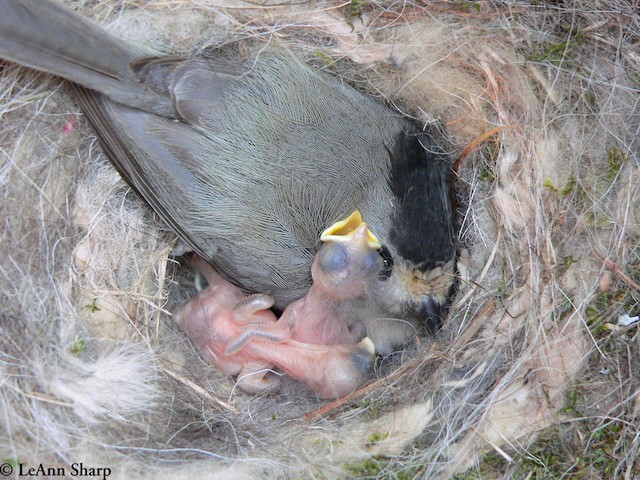 Tufted Titmouse Nest