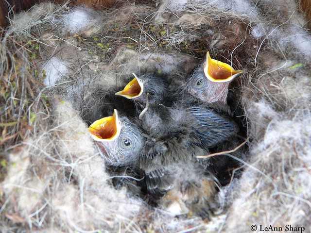 Tufted Titmouse Nest