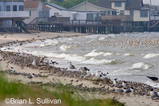 Conservation and Management - Red Knot - Calidris canutus - Birds of ...