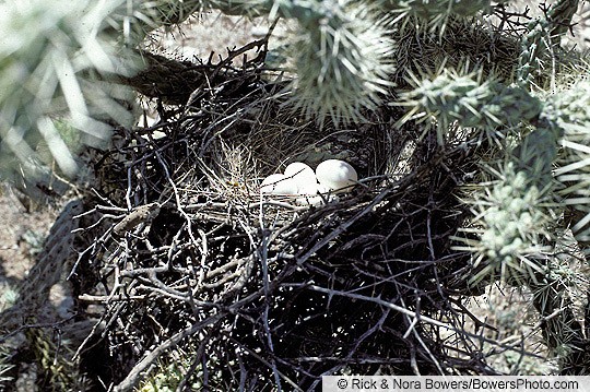 Road Runners Nesting Habits How Selective Breeding Has Altered Dogs'