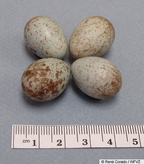 Scarlet Tanager Eggs