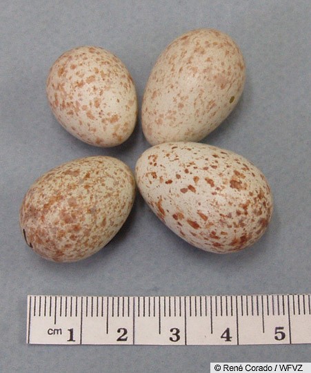 Nidificação - Puaiohi - Myadestes palmeri - Birds of the World