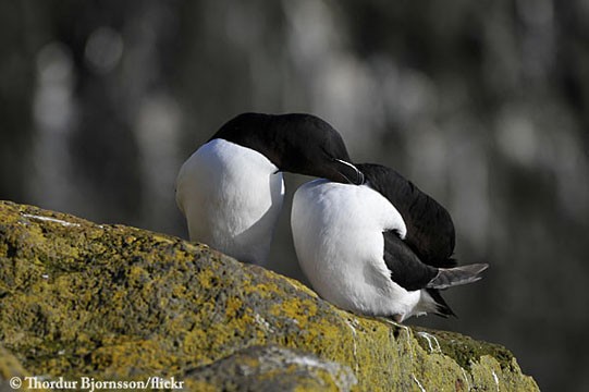 Behavior - Razorbill - Alca torda - Birds of the World