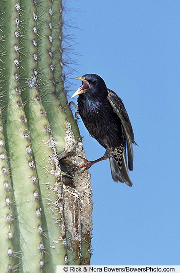 Reproducción - European Starling - Sturnus vulgaris - Birds of the World