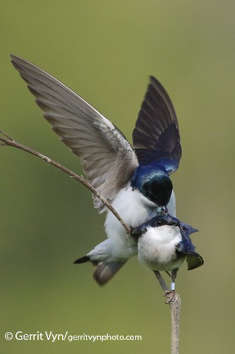 Tree Swallow In Flight