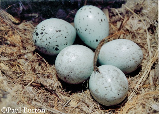 Raven Egg