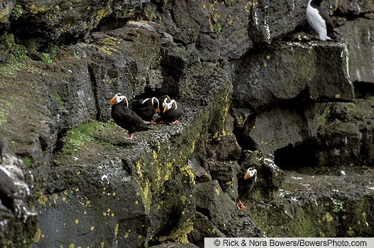 Habitat - Tufted Puffin - Fratercula cirrhata - Birds of the World